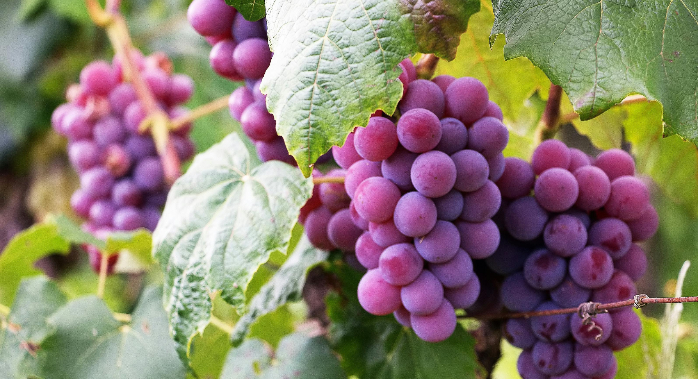 Hæmorider: Hvad gør jeg? | Sådan kan du selv behandle hæmorider